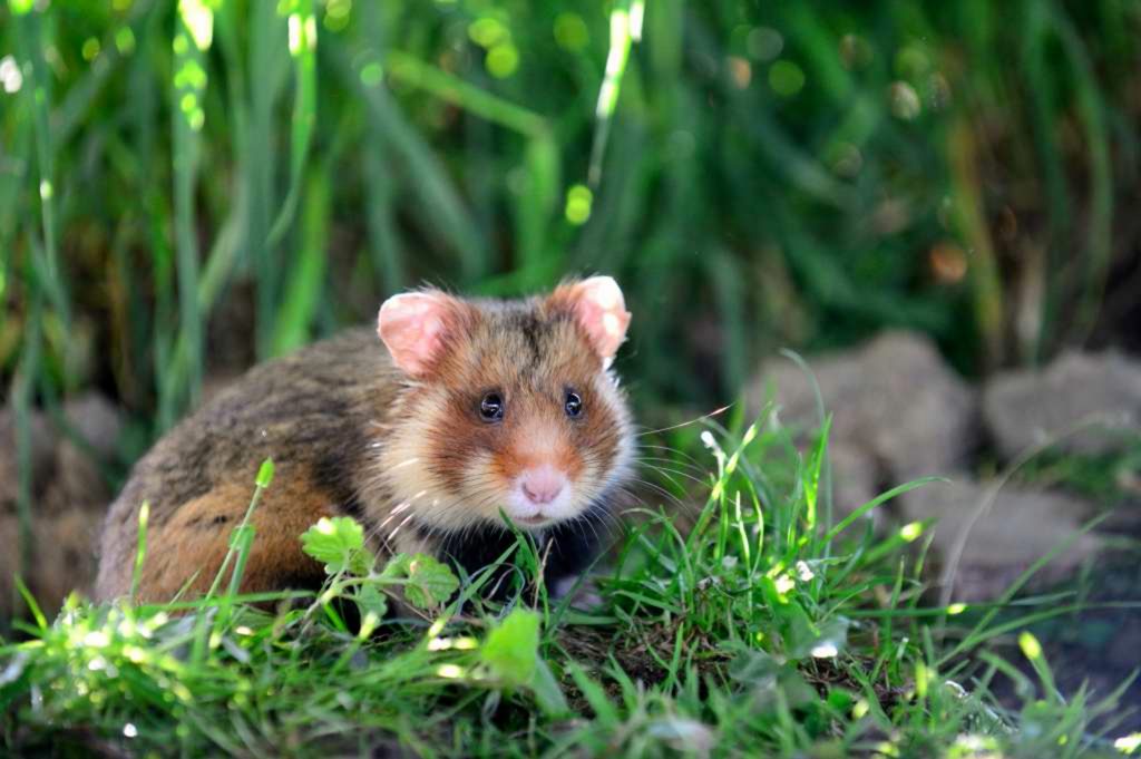 Élevage Grand Hamster - NaturOparC