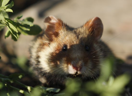 Grand Hamster - NaturOparC