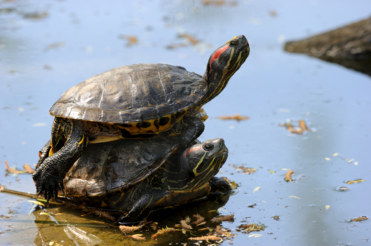 Tortue à Tempes Rouges Naturoparc